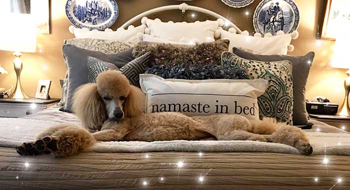 Lumiere Standard Poodles - Arya - Champion Lumiere's Moonlight in the ...